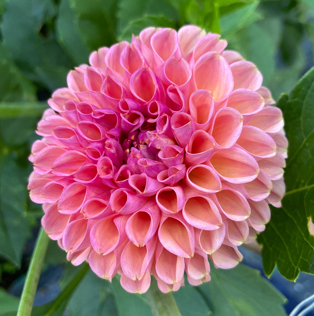 Snoho Jojo – Lindsey Epstein Pottery